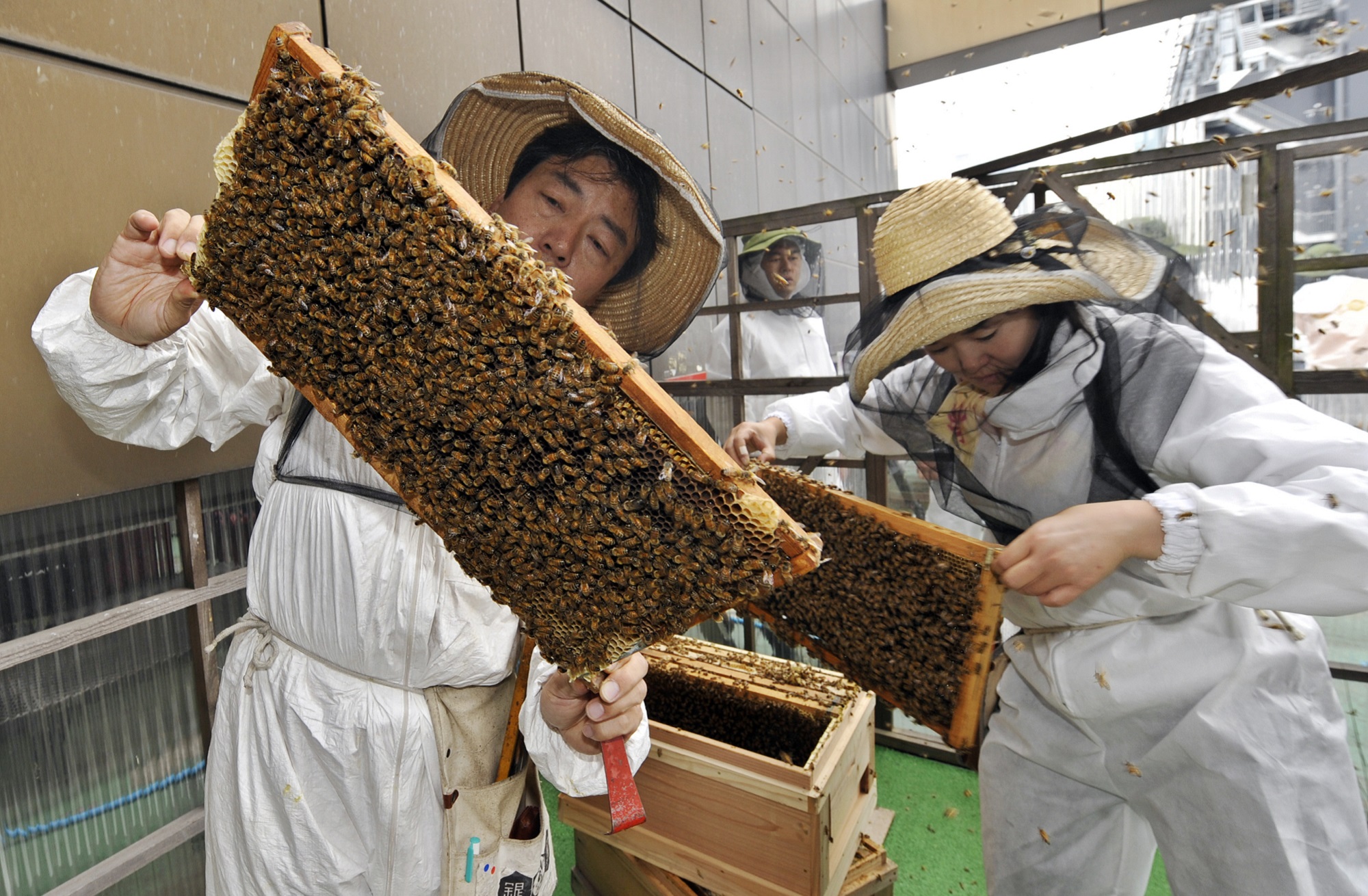 Honeybee hives might store clues on a city's microbiome | Popular Science