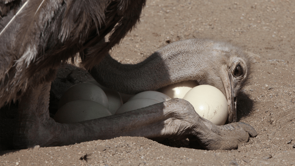 The Troodon laid its eggs in communal nests | Popular Science