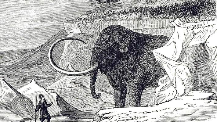 Oldest known RNA found in 40,000-year-old woolly mammoth leg | Popular ...