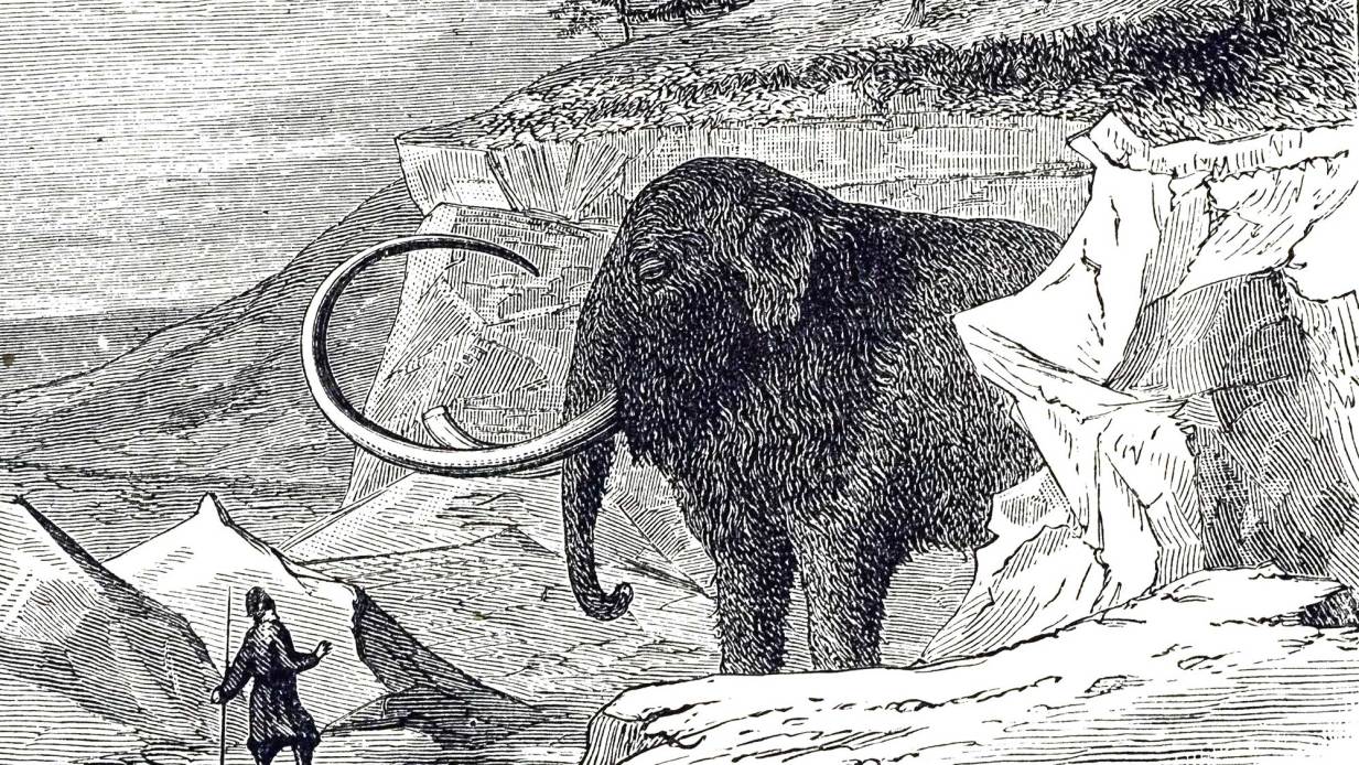 When woolly mammoths got their tiny ears | Popular Science