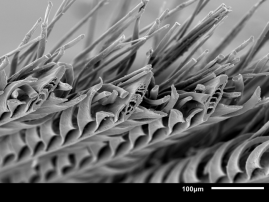 A close look at the sandgrouse's water-carrying feathers | Popular Science