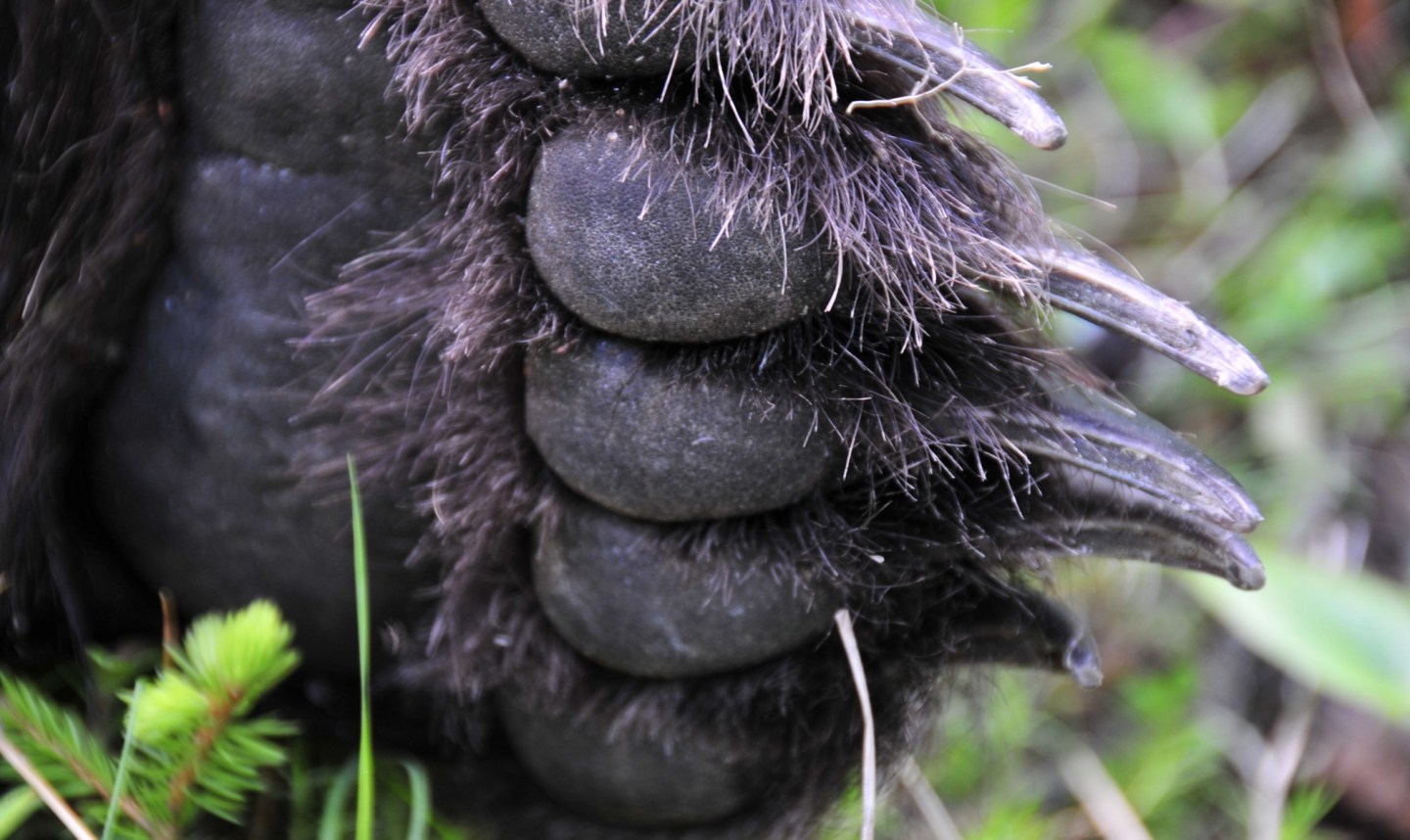 How bear hibernation helps us learn about human health | Popular Science