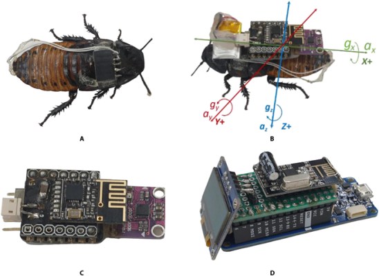 Cyborg cockroaches could one day scurry to your rescue | Popular Science
