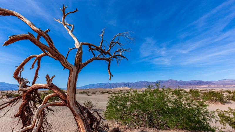 How do trees die? | Popular Science
