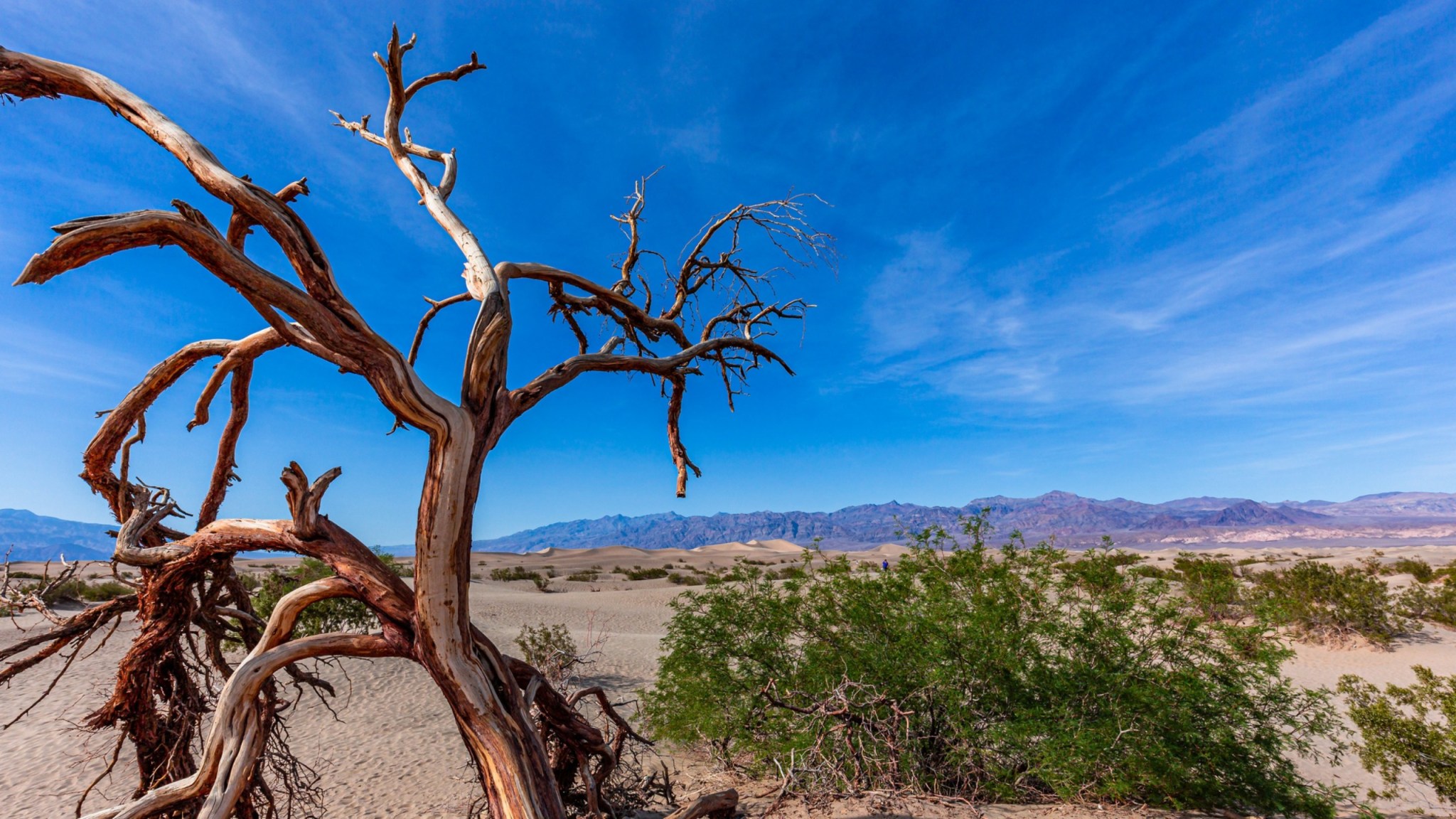 How do trees die? | Popular Science