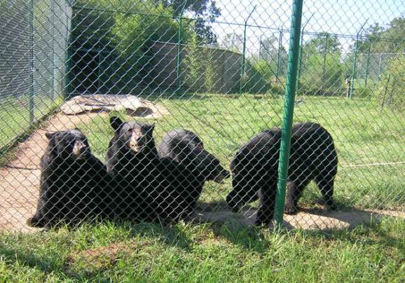 Are bears smart? They have big brains and adapt well. | Popular Science
