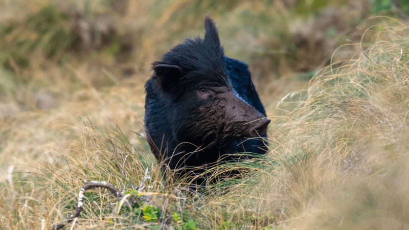 New Zealand's pig problem may be a transplant solution | Popular Science