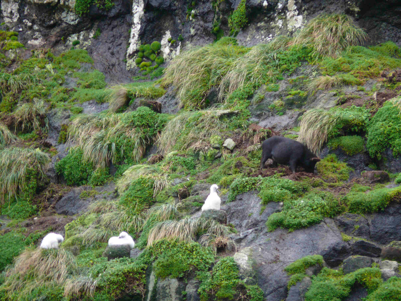 New Zealand's pig problem may be a transplant solution | Popular Science