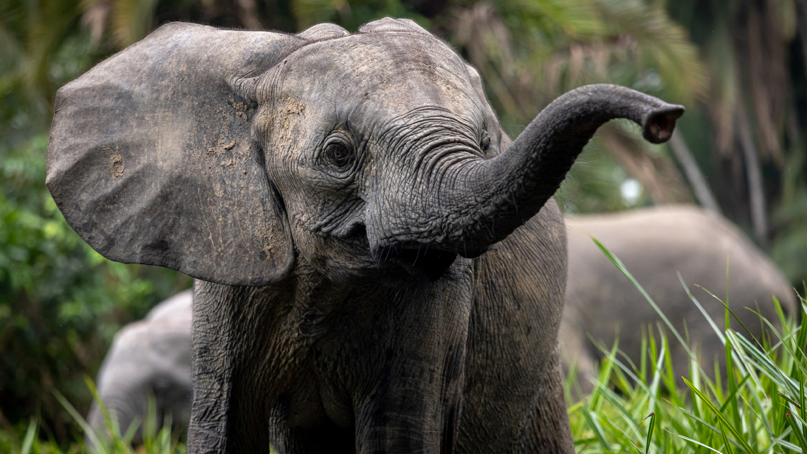 Elephant documentary series draws human connections | Popular Science