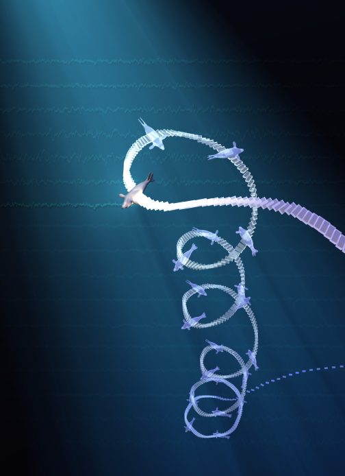 Do seals sleep while swimming? | Popular Science