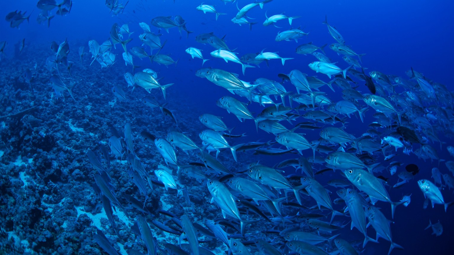 The adorable 'Casper' octopod could be killed off by deep-sea mining