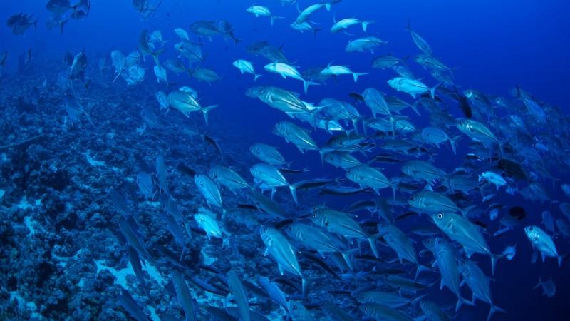 The adorable 'Casper' octopod could be killed off by deep-sea mining