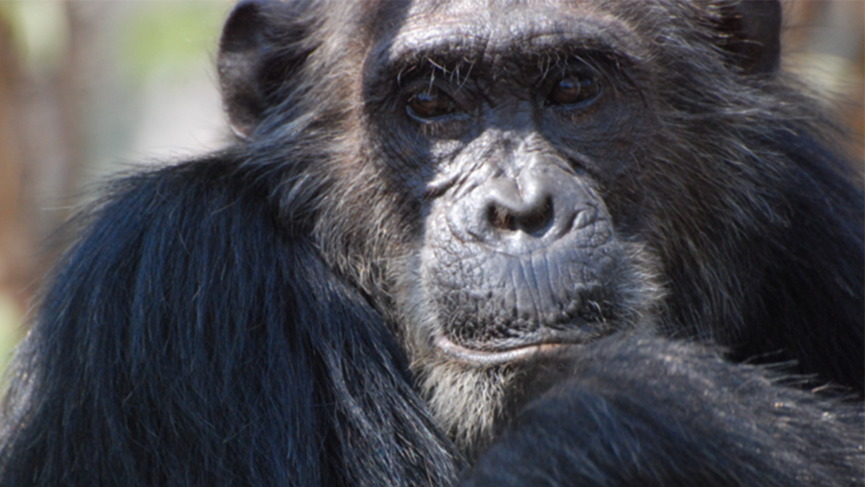 NIH Ends All Research On Chimps, Sending Last 300 To Sanctuary