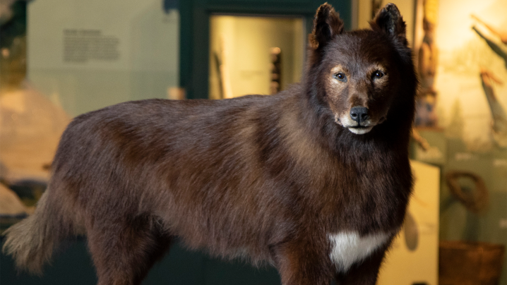 Balto’s genes reveal key genetic adaptations | Popular Science