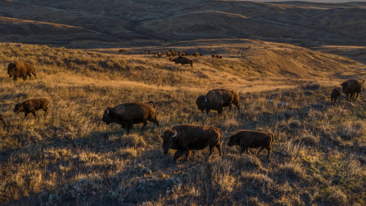 In protecting land for wildlife, size matters | Popular Science