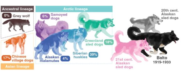Balto’s genes reveal key genetic adaptations | Popular Science