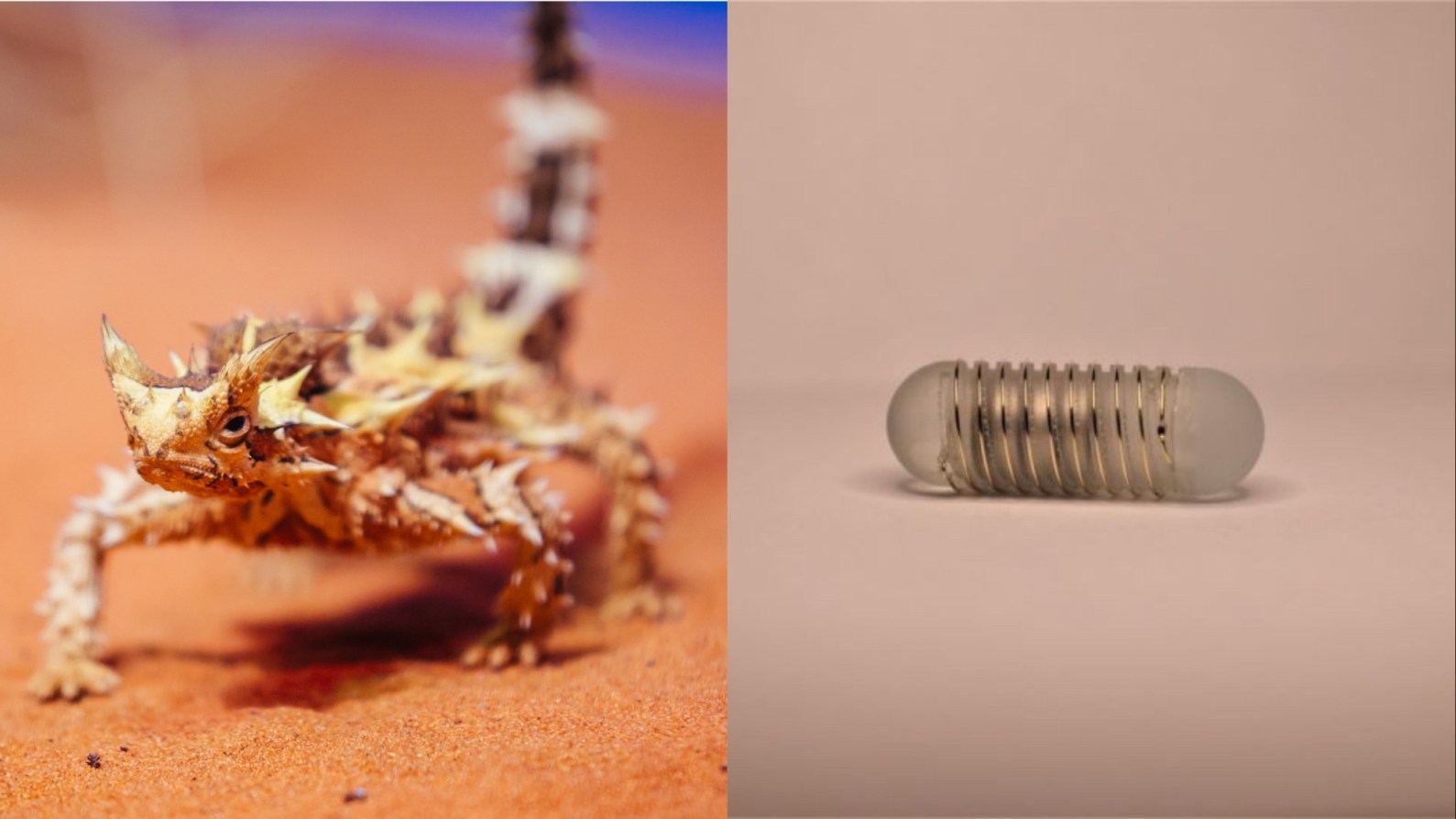 Ingestible gut health device is inspired by a lizard | Popular Science