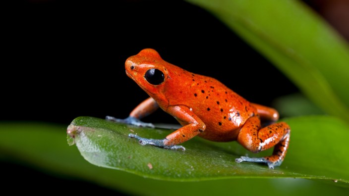 Why don’t poisonous frogs poison themselves? | Popular Science