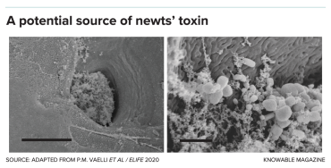 Why don’t poisonous frogs poison themselves? | Popular Science