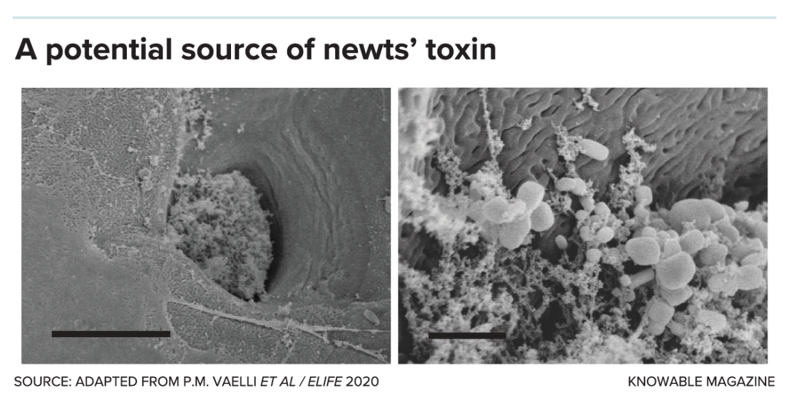 Why don’t poisonous frogs poison themselves? | Popular Science