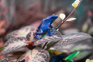 Why don’t poisonous frogs poison themselves? | Popular Science