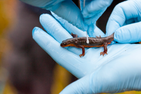 Why don’t poisonous frogs poison themselves? | Popular Science