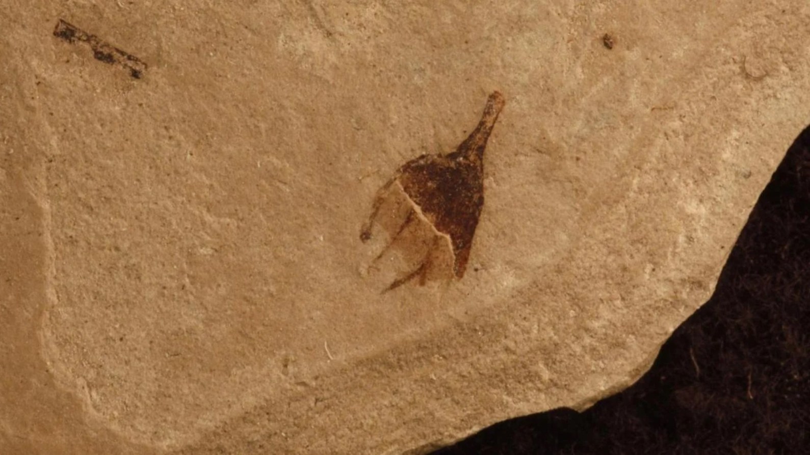 50 million-year-old pepper found in Colorado | Popular Science