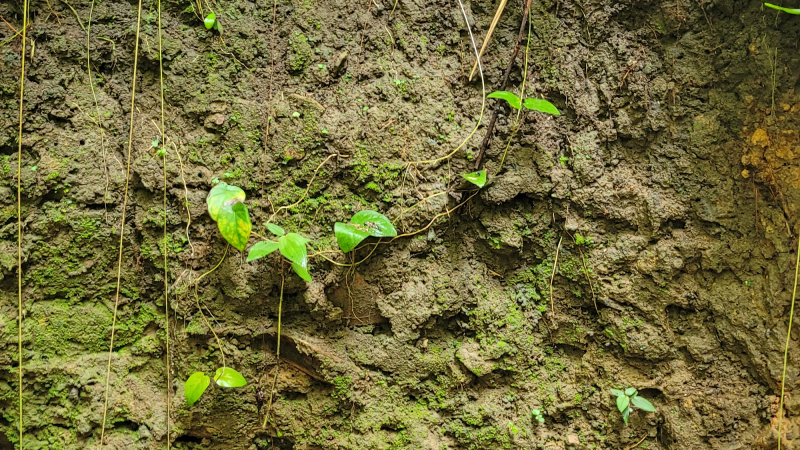 How this dark and fertile soil could help reforestation | Popular Science