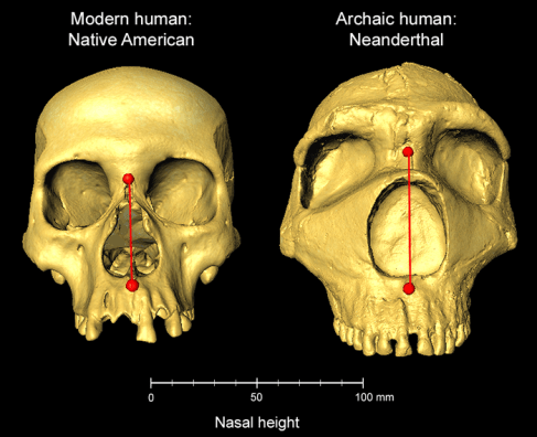 Neanderthal genetics influenced nose shape | Popular Science