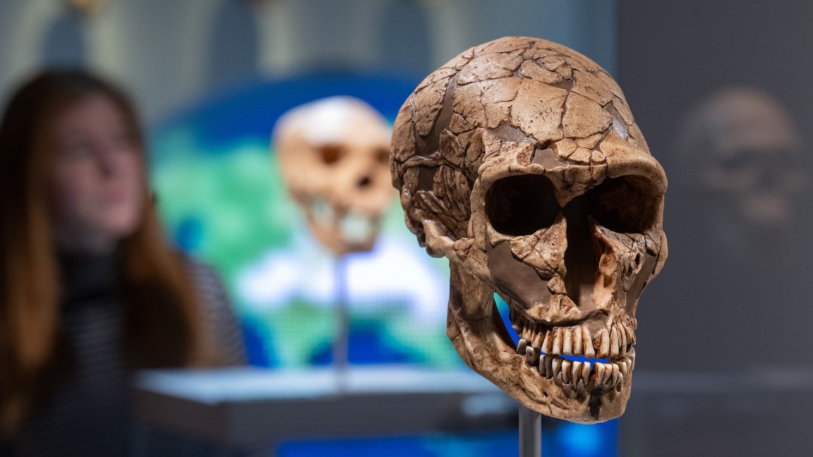 Neanderthal genetics influenced nose shape | Popular Science