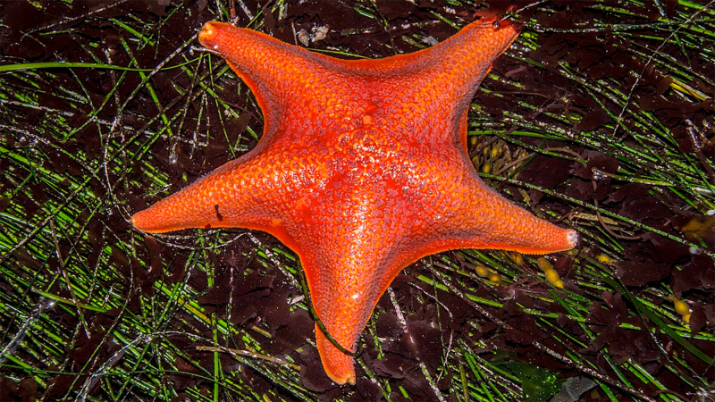 The starfish's whole body is a head | Popular Science