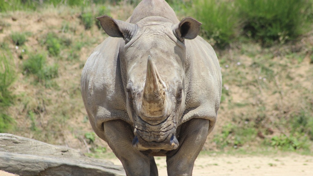 'Thunder beasts' evolved into giants quickly | Popular Science