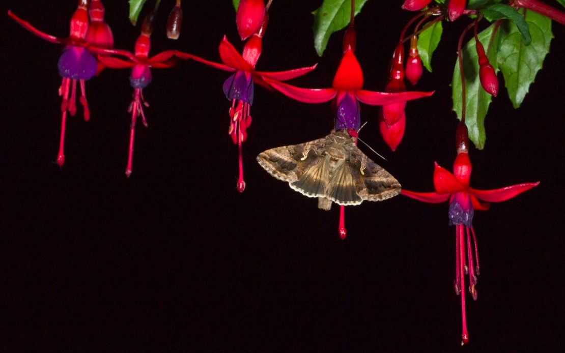 Don’t hurt the miller moths | Popular Science