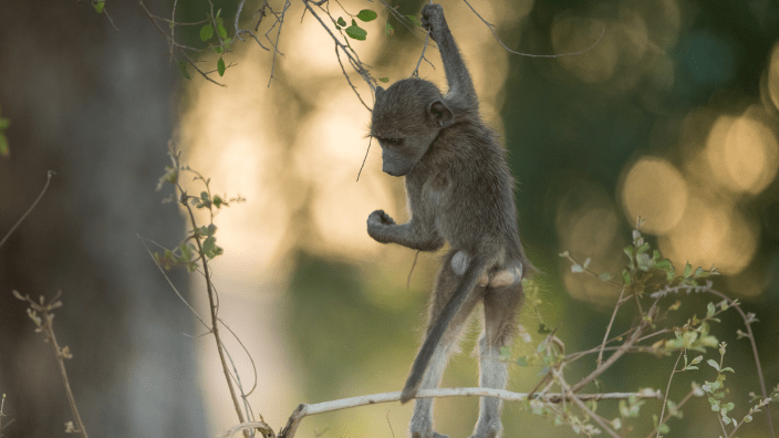 Early trauma can shorten a red squirrel’s lifespan | Popular Science
