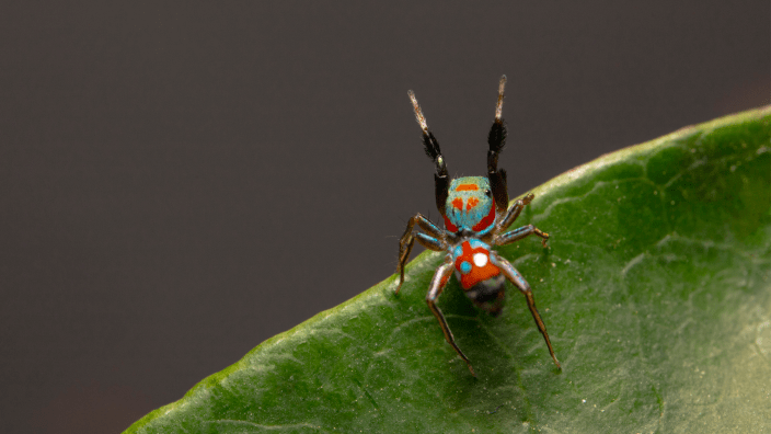 Watch a slingshot spider deploy a perfectly-timed trap | Popular Science