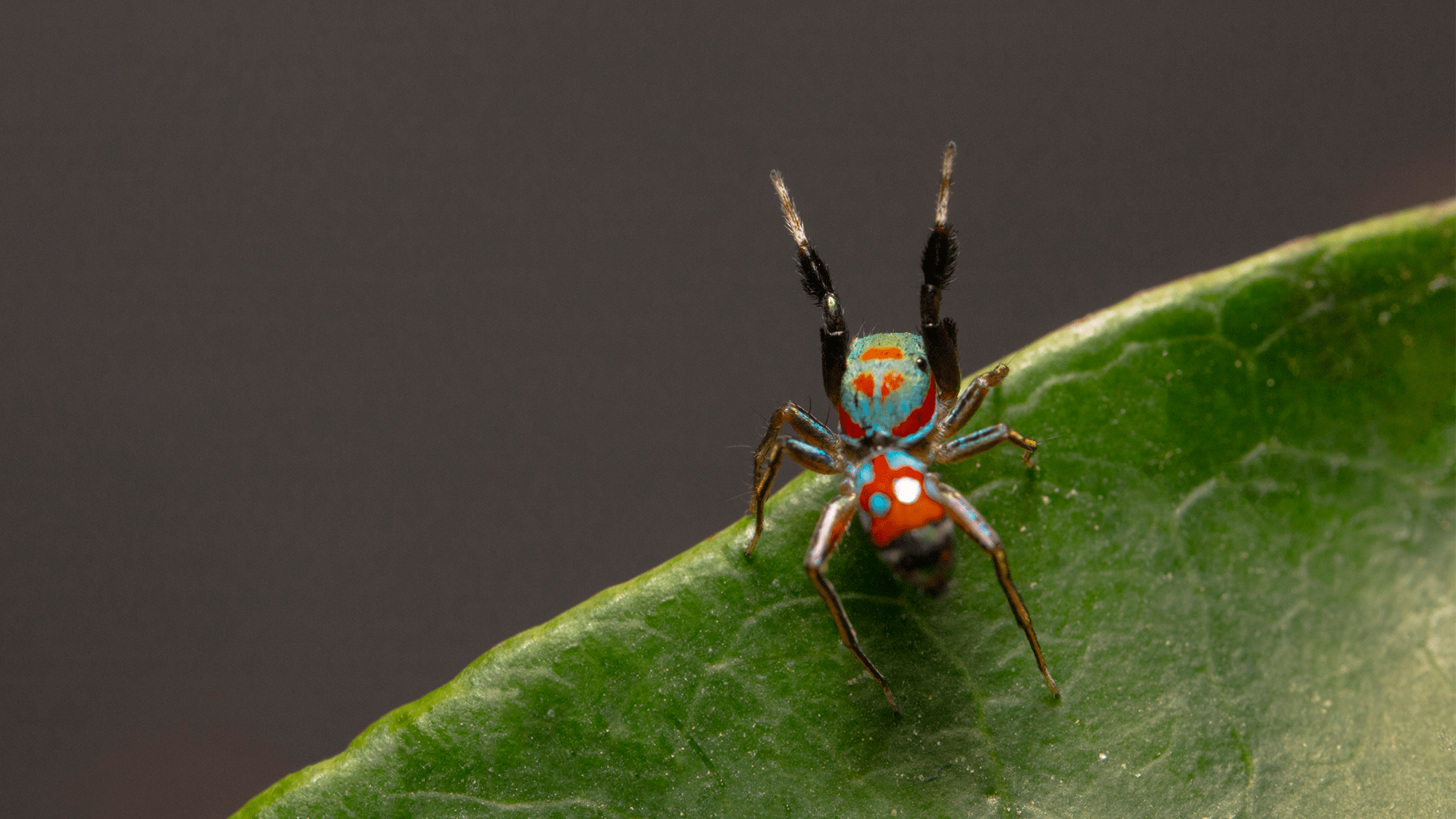 This spider scuttles like an ant to avoid trouble | Popular Science