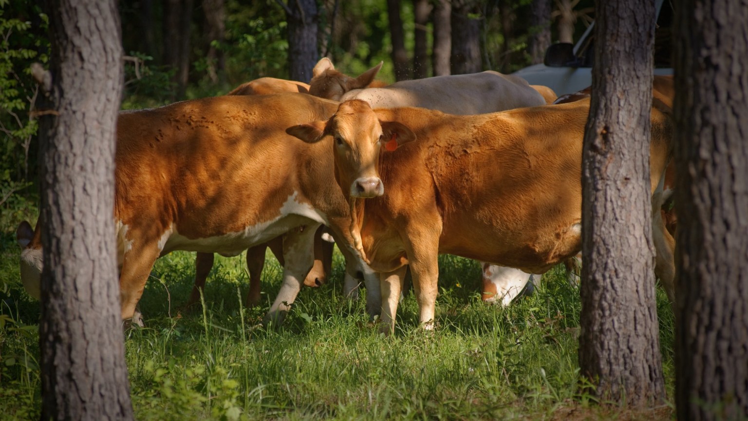 Gene-edited pigs immune to deadly virus could arrive on farms by next ...