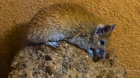 African spiny mice have lizard-like tails | Popular Science