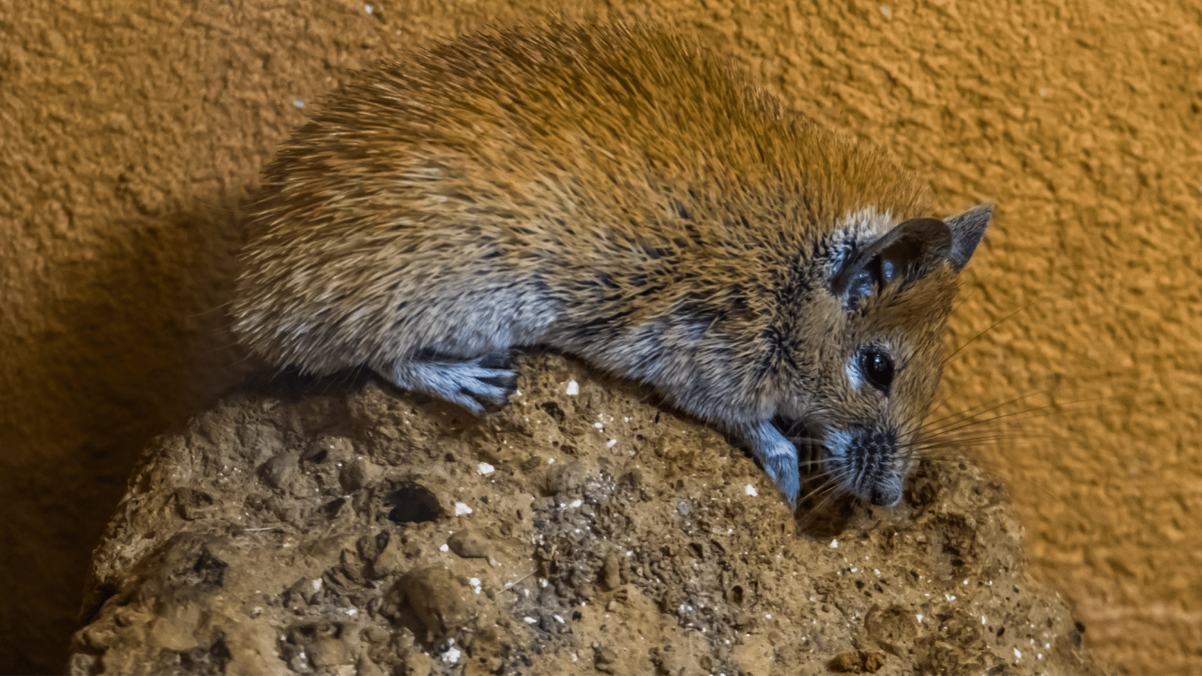 African spiny mice have lizard-like tails | Popular Science