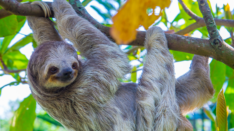 Environmental factors influence sloth schedules | Popular Science