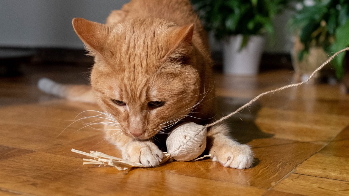 How to keep your cat properly stimulated | Popular Science