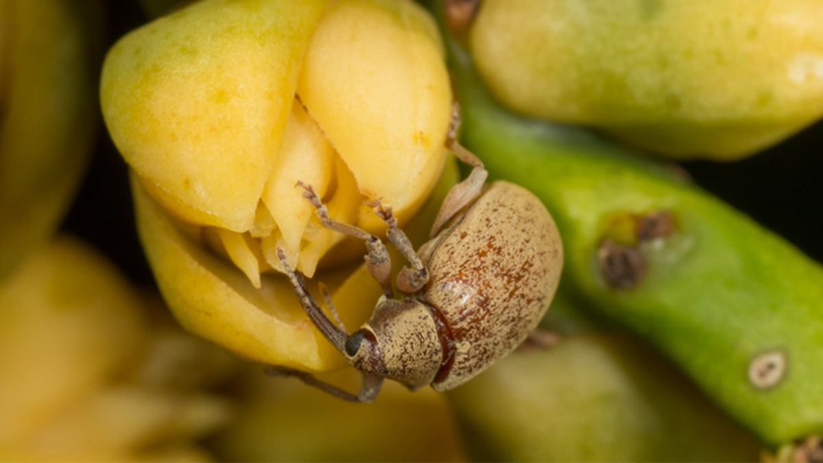 The humble weevil is a power pollinator | Popular Science