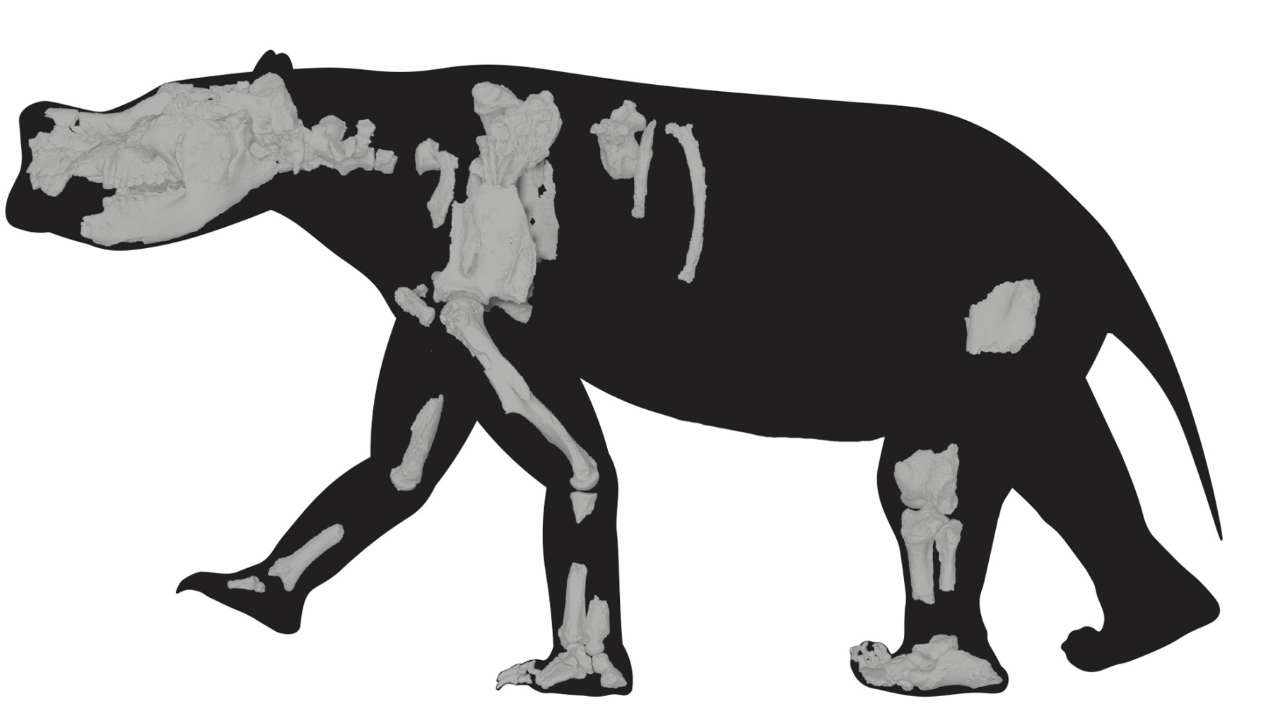 3 million-year-old marsupial was great at walking | Popular Science