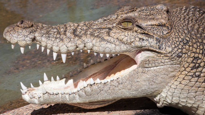 Man pries crocodile jaw off head in recent attack | Popular Science
