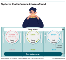 The neurons that make us feel hangry | Popular Science