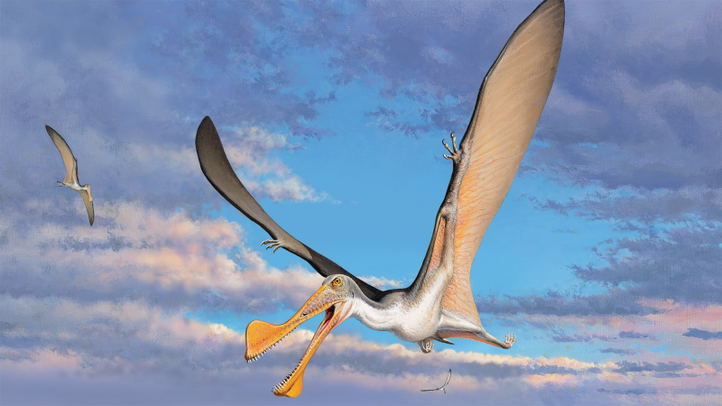 Pterosaurs flew over Australia 107 million years ago | Popular Science