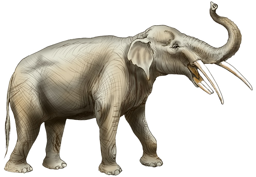 Ancient elephant graveyard unearthed in Florida | Popular Science