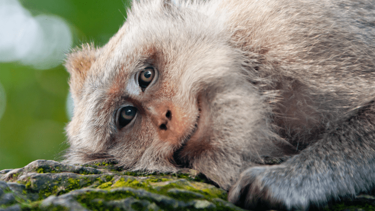 Primate masturbation has an evolutionary reason | Popular Science