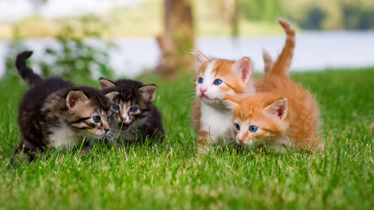 New shot acts as contraception for cats | Popular Science