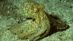 Why every arm of an octopus moves with a mind of its own | Popular Science